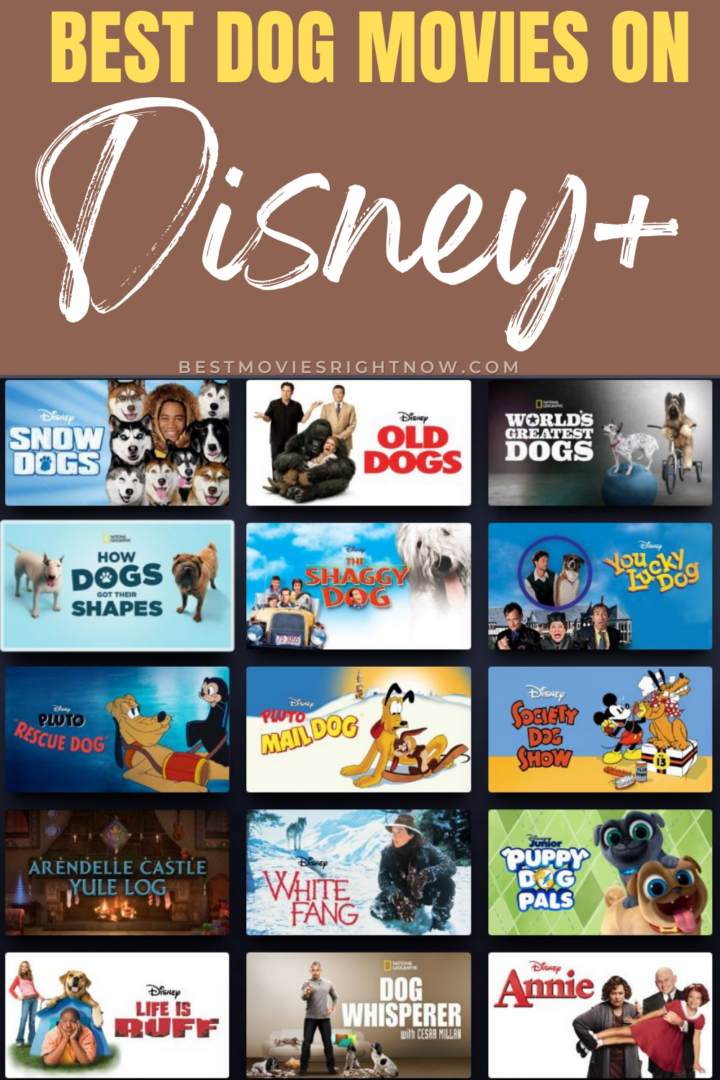 17 Best Dog Movies on Disney Plus - What to Watch Guide