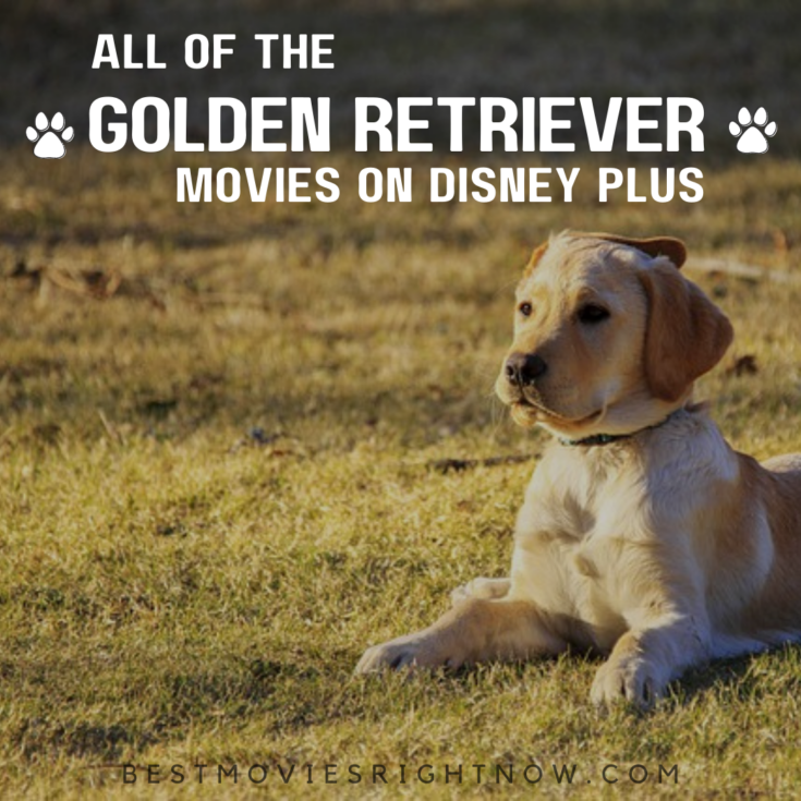 All of the Golden Retriever Movies on Disney Plus - What to Watch Guide