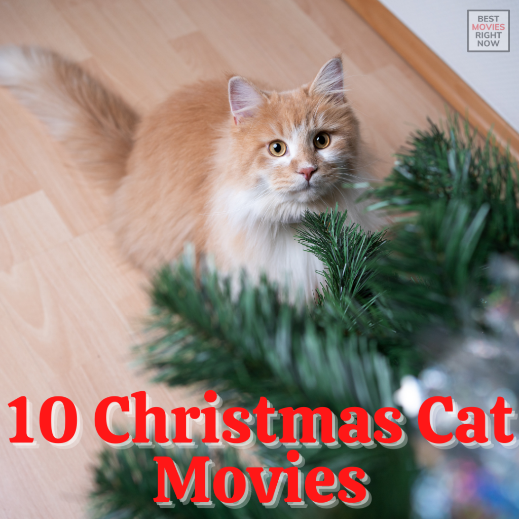 10 Christmas Cat Movies - What to Watch Guide