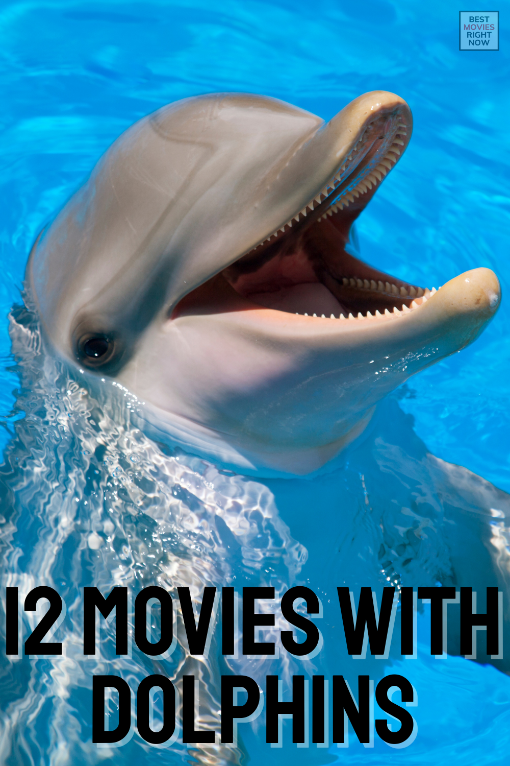 12 Movies with Dolphins - What to Watch Guide