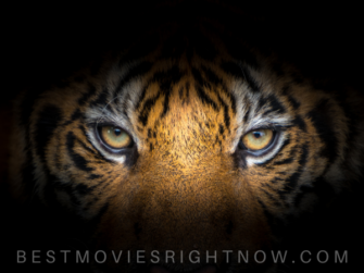 Best Tiger Movies - What to Watch Guide