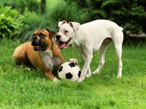10 Dog Reality TV Shows - What to Watch Guide