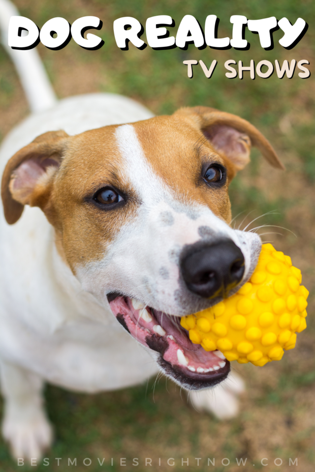 10 Dog Reality TV Shows - What to Watch Guide
