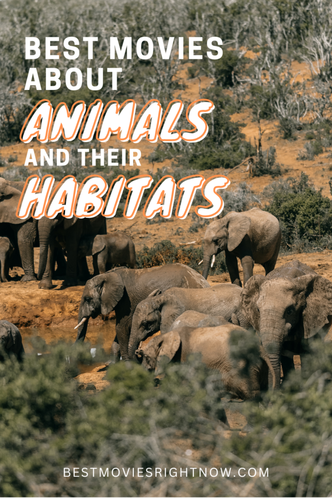 Nature's Neighbors: Animals and Their Habitats - What to Watch Guide