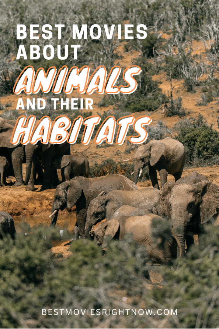 Nature's Neighbors: Animals and Their Habitats - What to Watch Guide