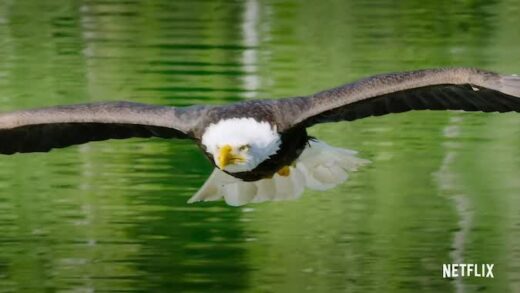 15+ Best Movies About Birds - What to Watch Guide