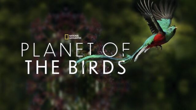 15+ Best Movies About Birds - What to Watch Guide