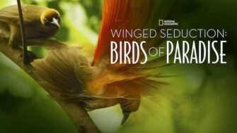 15+ Best Movies About Birds - What to Watch Guide